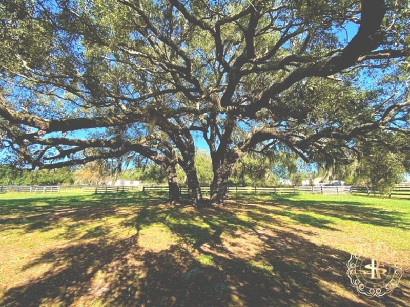 Gallery – Serenity Ranch Orlando