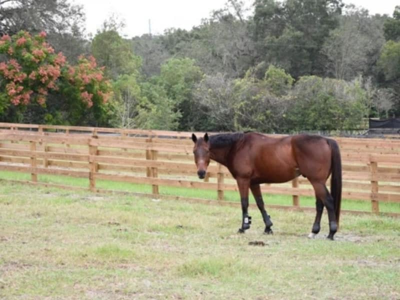 Gallery – Serenity Ranch Orlando